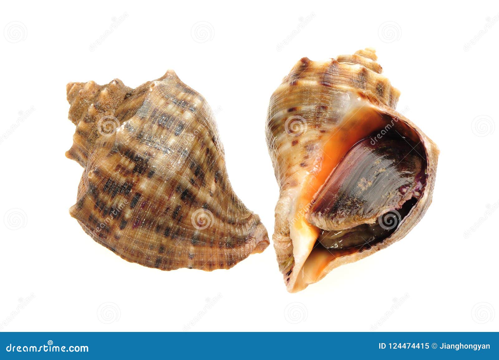 Fresh live conch stock image. Image of saltwater, fresh - 124474415
