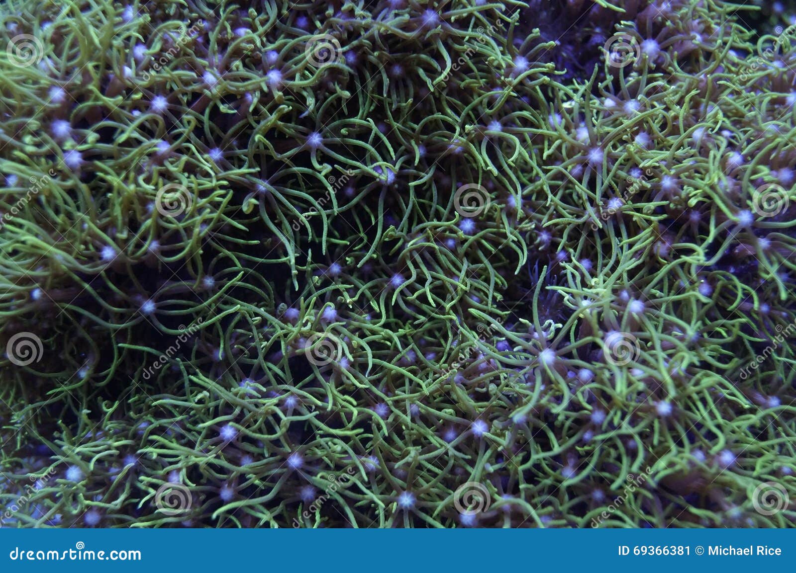Live Coral Green Star Polyps Stock Image - Image of green, coral: 69366381