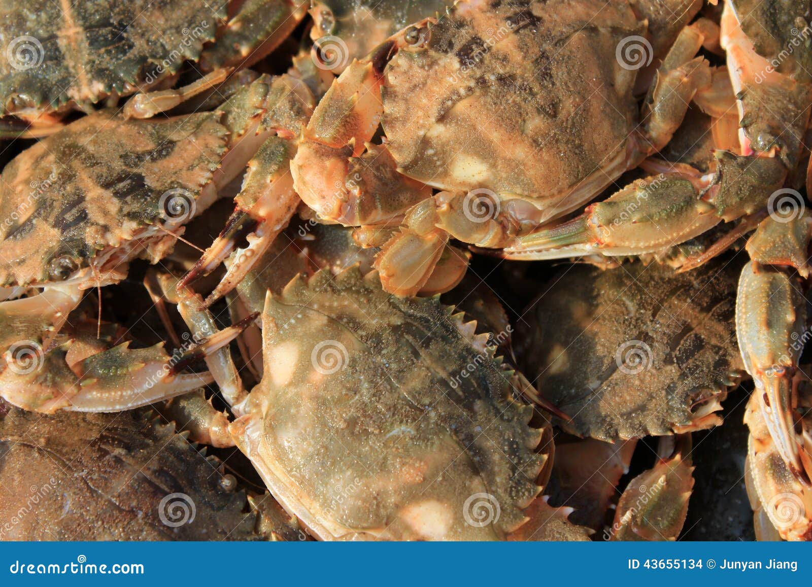 Live crab stock photo. Image of live, seafood, color - 43655134