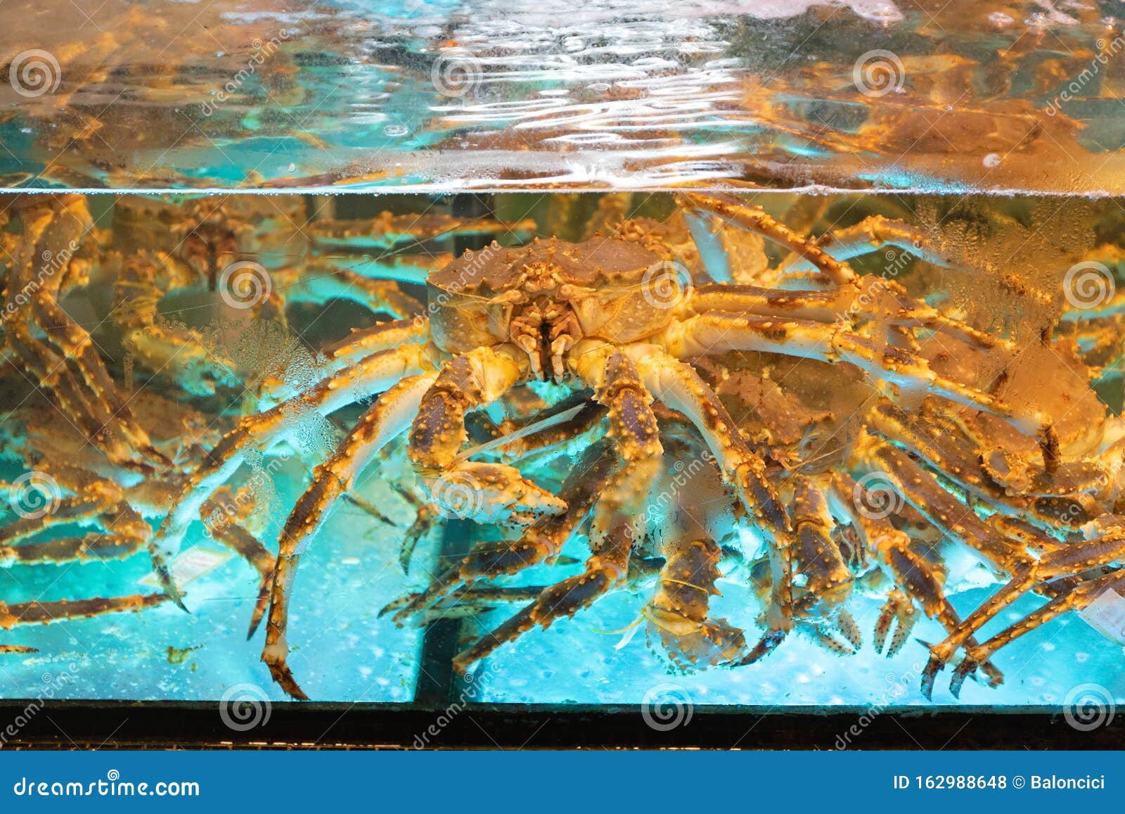 Live Crab Tank stock photo. Image of water, hong, king - 162988648
