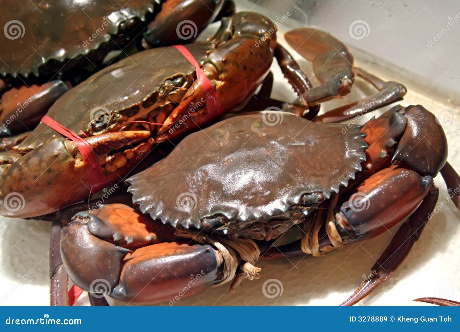 Live crabs stock image. Image of crustaceans, freshness - 3278889