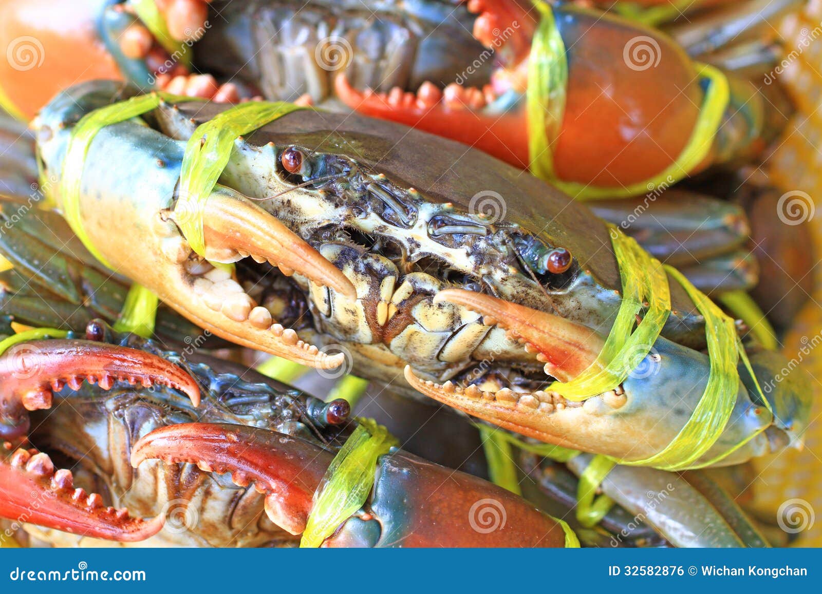 Live crabs for cooking stock photo. Image of seafood - 32582876