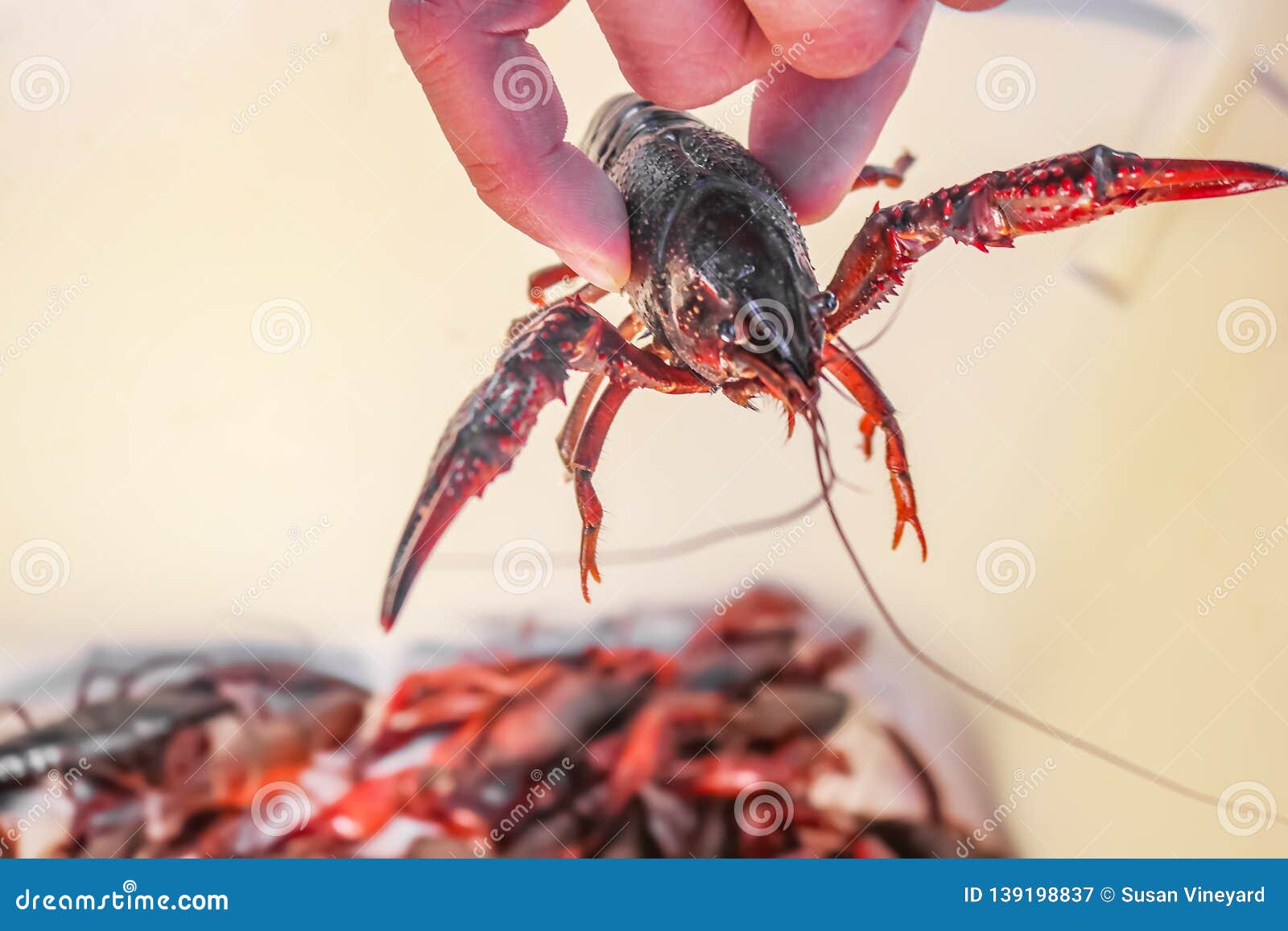 Live Crawdad with Pinchers Stretched Out Held Up by Hand Above Blurred ...