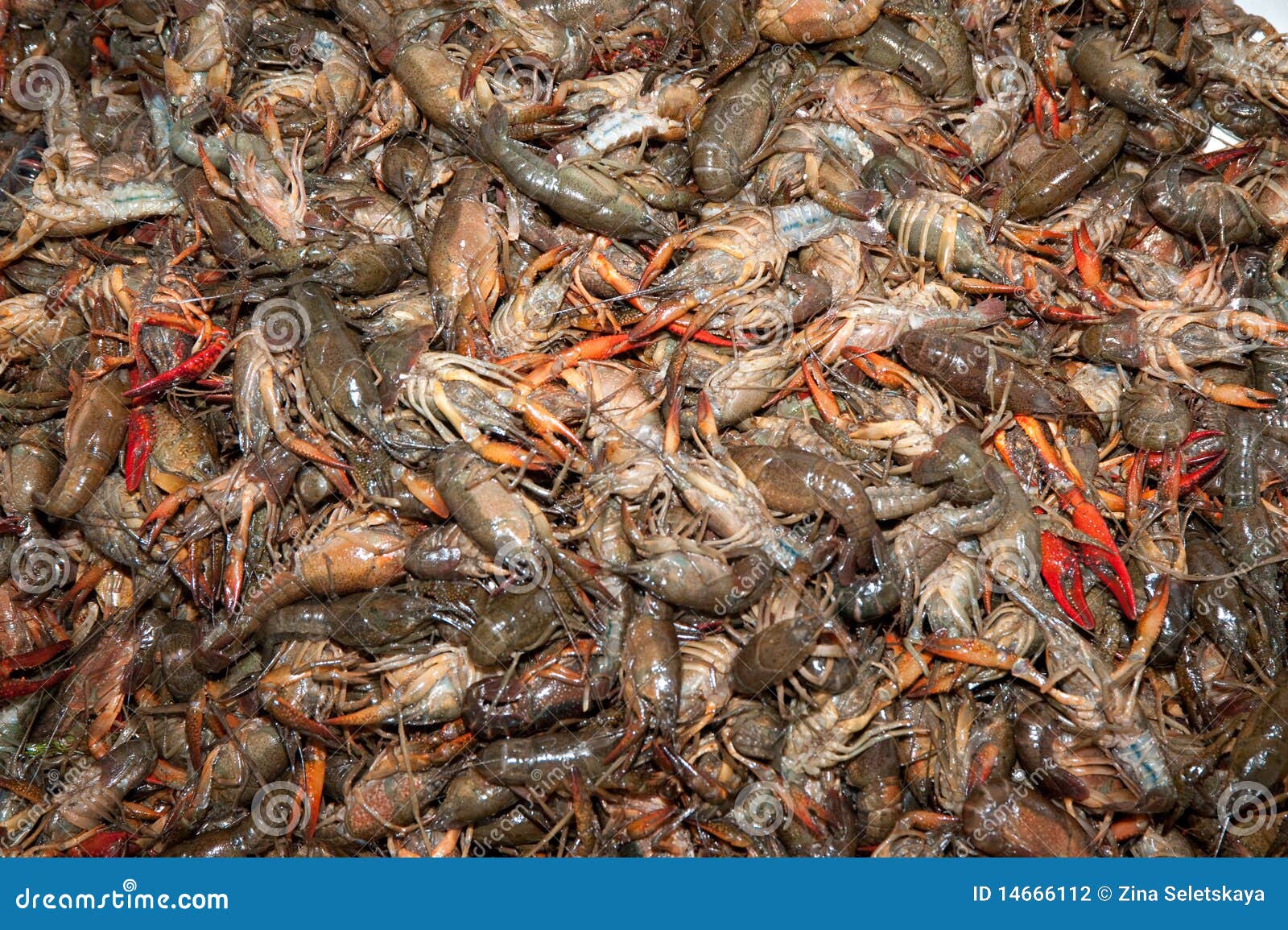 Live crawfish stock photo. Image of animals, market, crayfish - 14666112