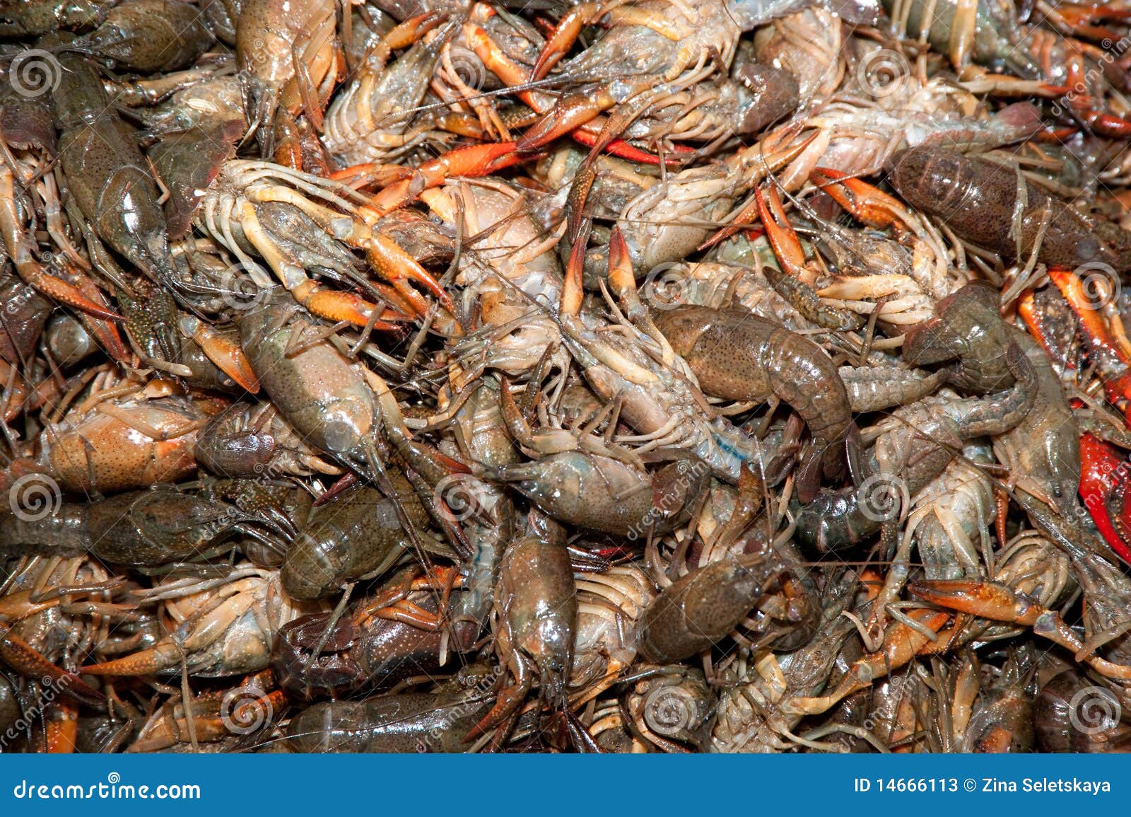 Live crawfish stock image. Image of crawfish, prawn, disarray - 14666113