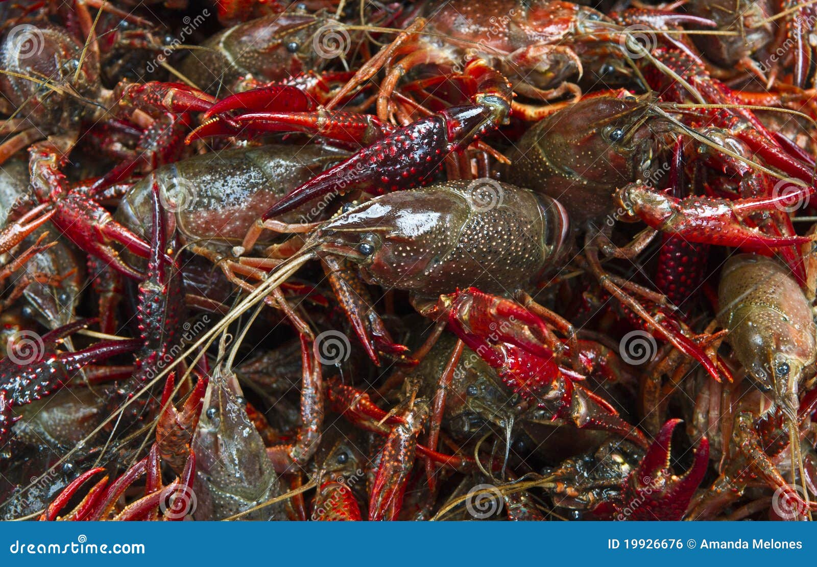 Live crawfish close up stock photo. Image of animals - 19926676