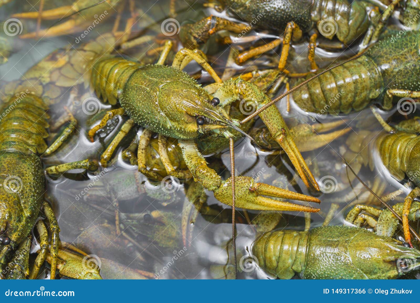 Live Crawfish Crawl in the Water Stock Photo - Image of nature ...
