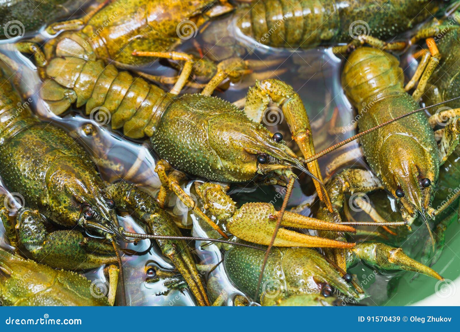 Live Crawfish Crawl in the Water Stock Image - Image of river, seafood ...