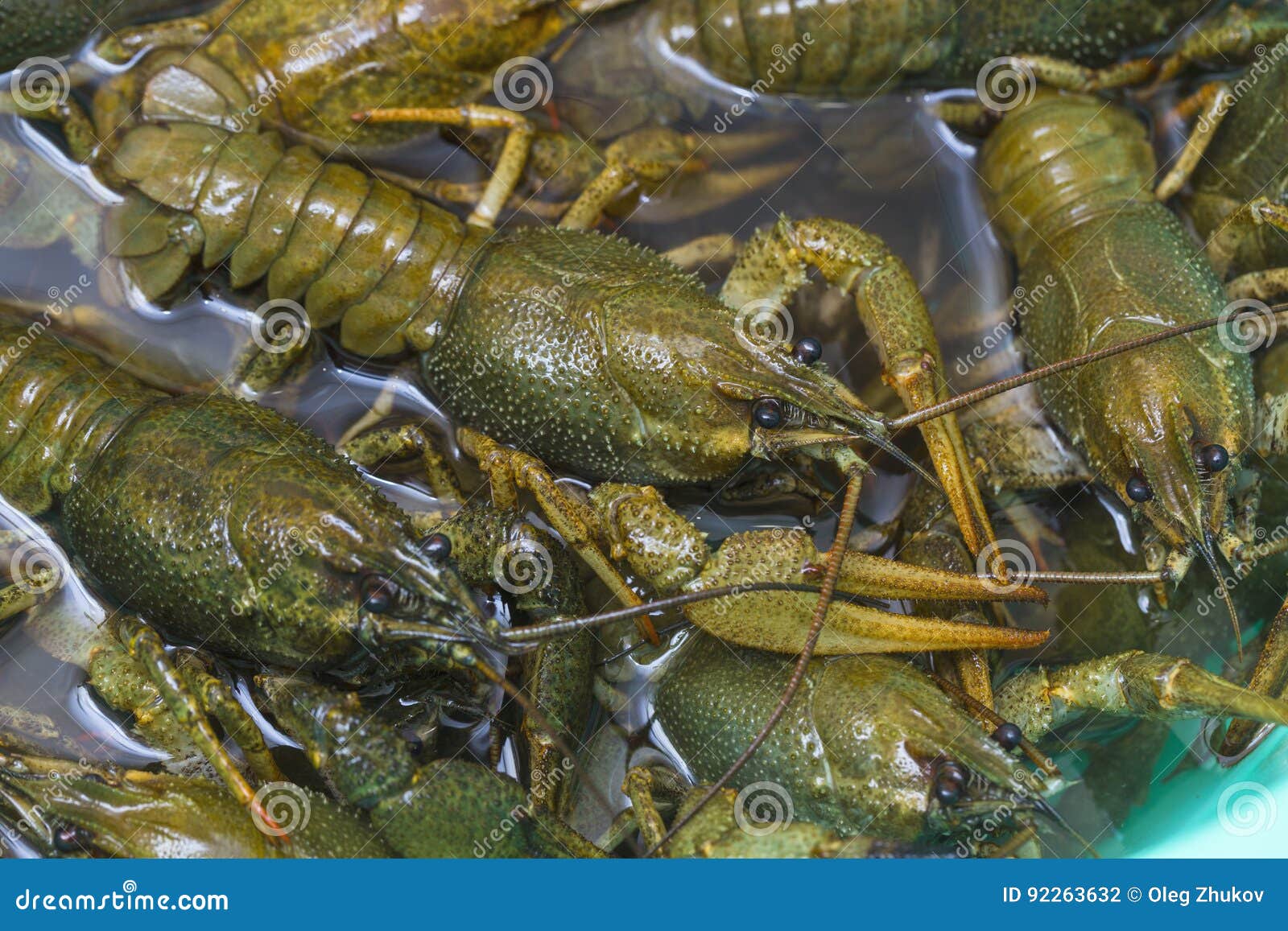 Live Crawfish Crawl in the Water Stock Photo - Image of claw, diet ...