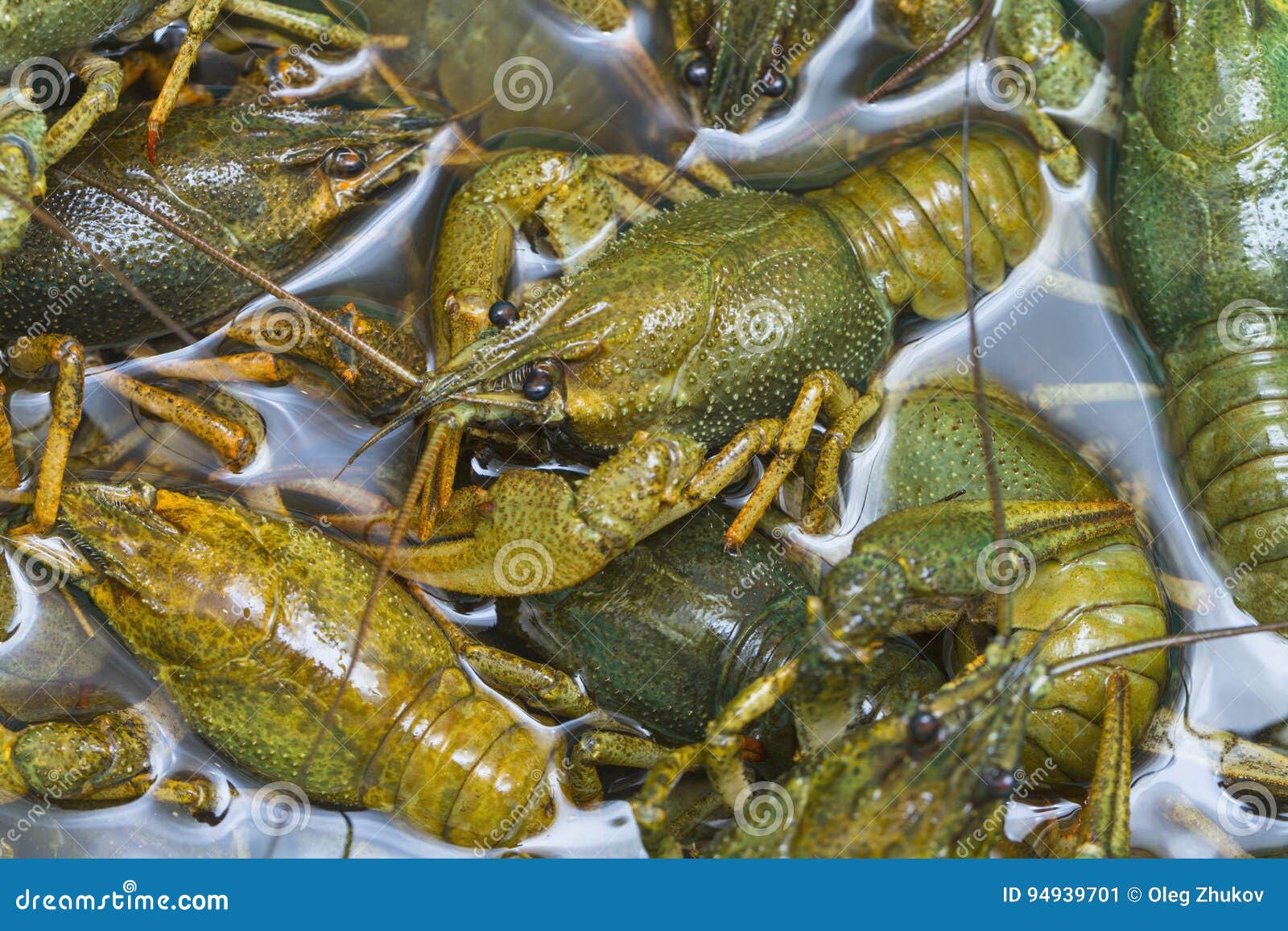 Live Crawfish Crawl in the Water Stock Image - Image of gourmet ...