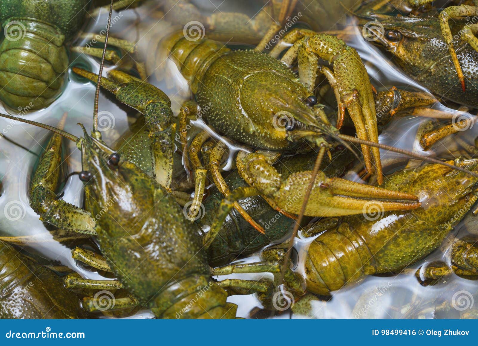 Live Crawfish Crawl in the Water Stock Photo - Image of wildlife, cook ...
