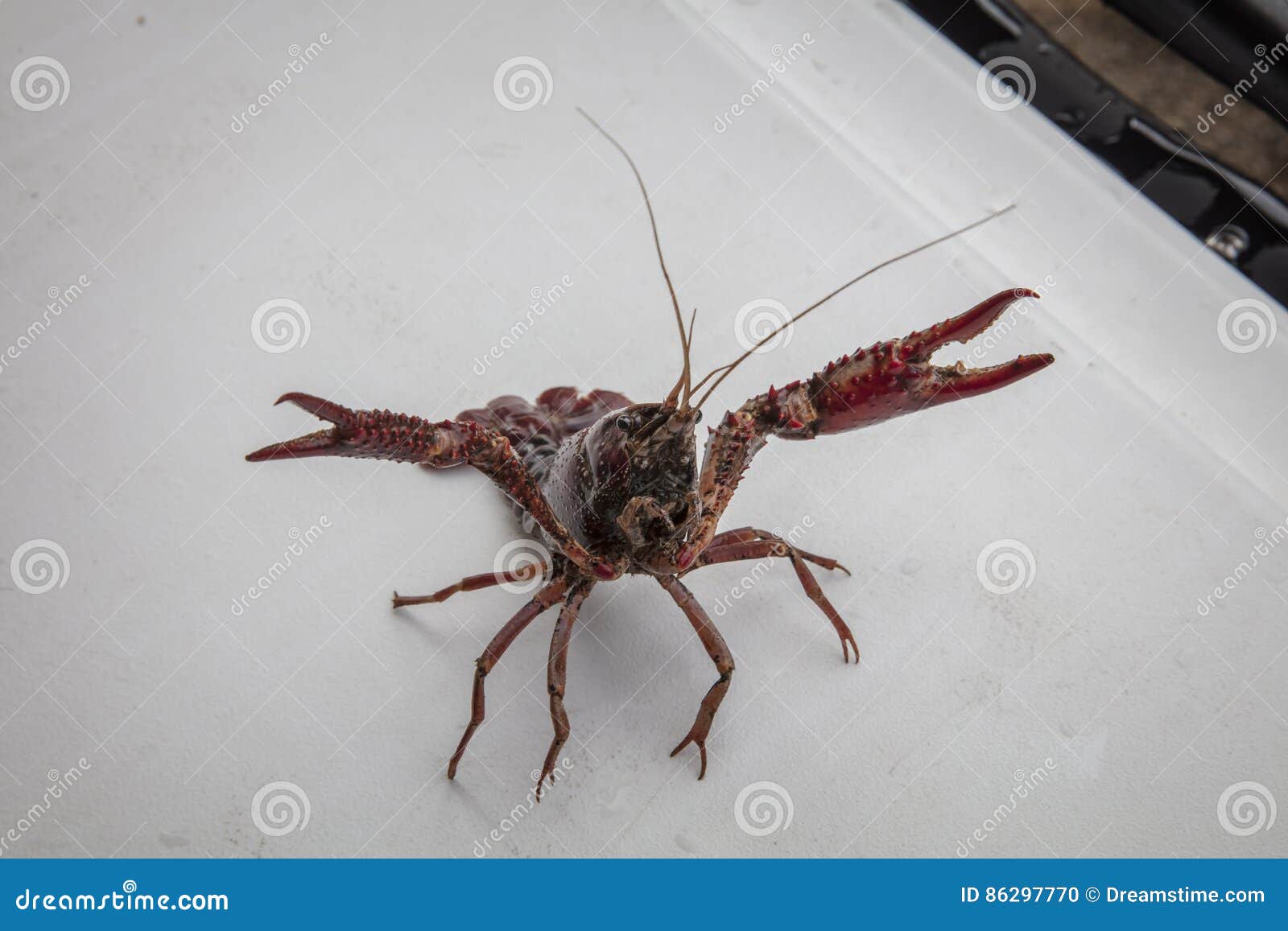 Live Crawfish in Een Cajun Crawdad Kookt Stock Foto - Image of kook ...