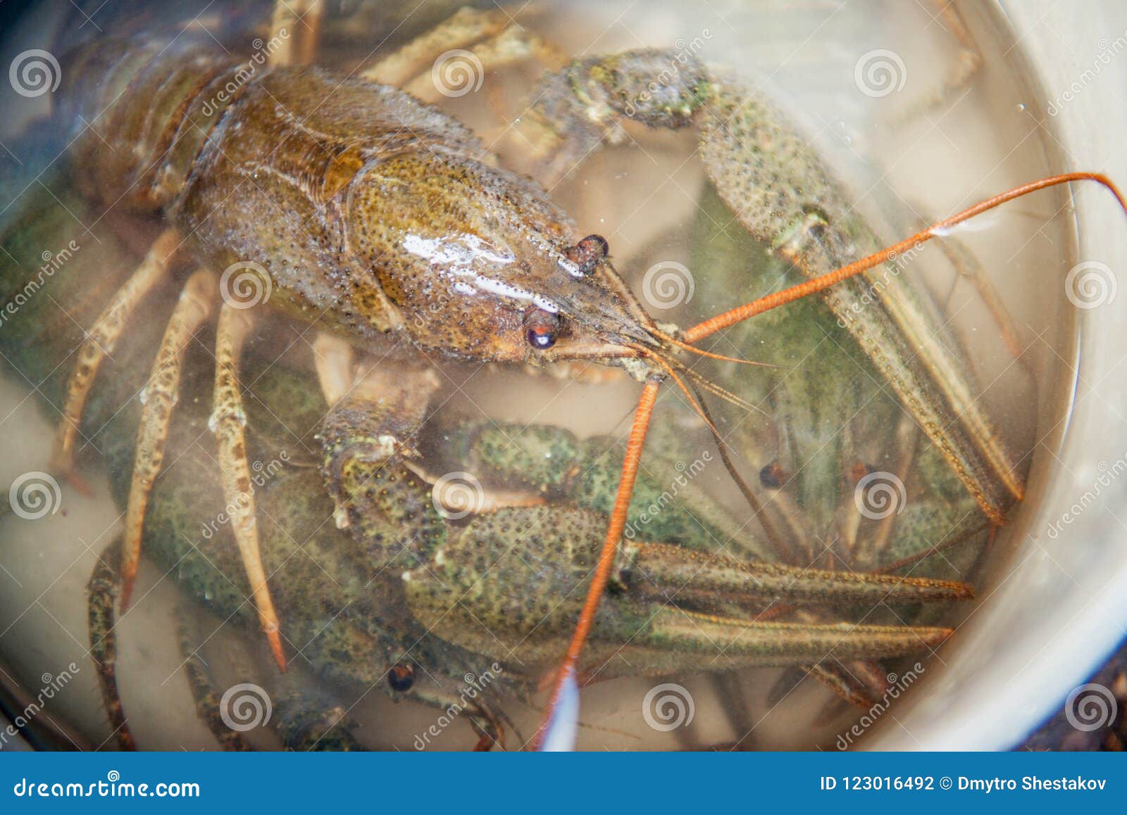 Live Crawfish Under the Water Stock Photo - Image of lake, antennules ...