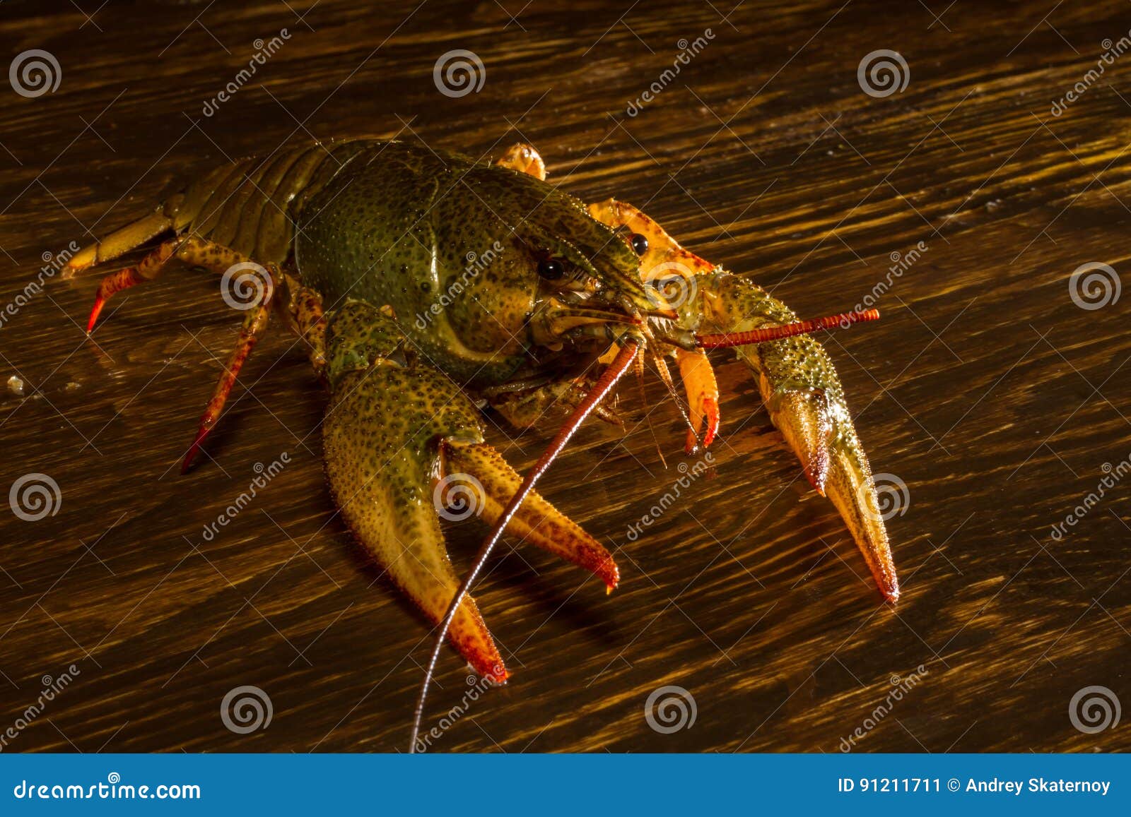 Live Crawfish on a Wooden Board Stock Image - Image of astacus ...