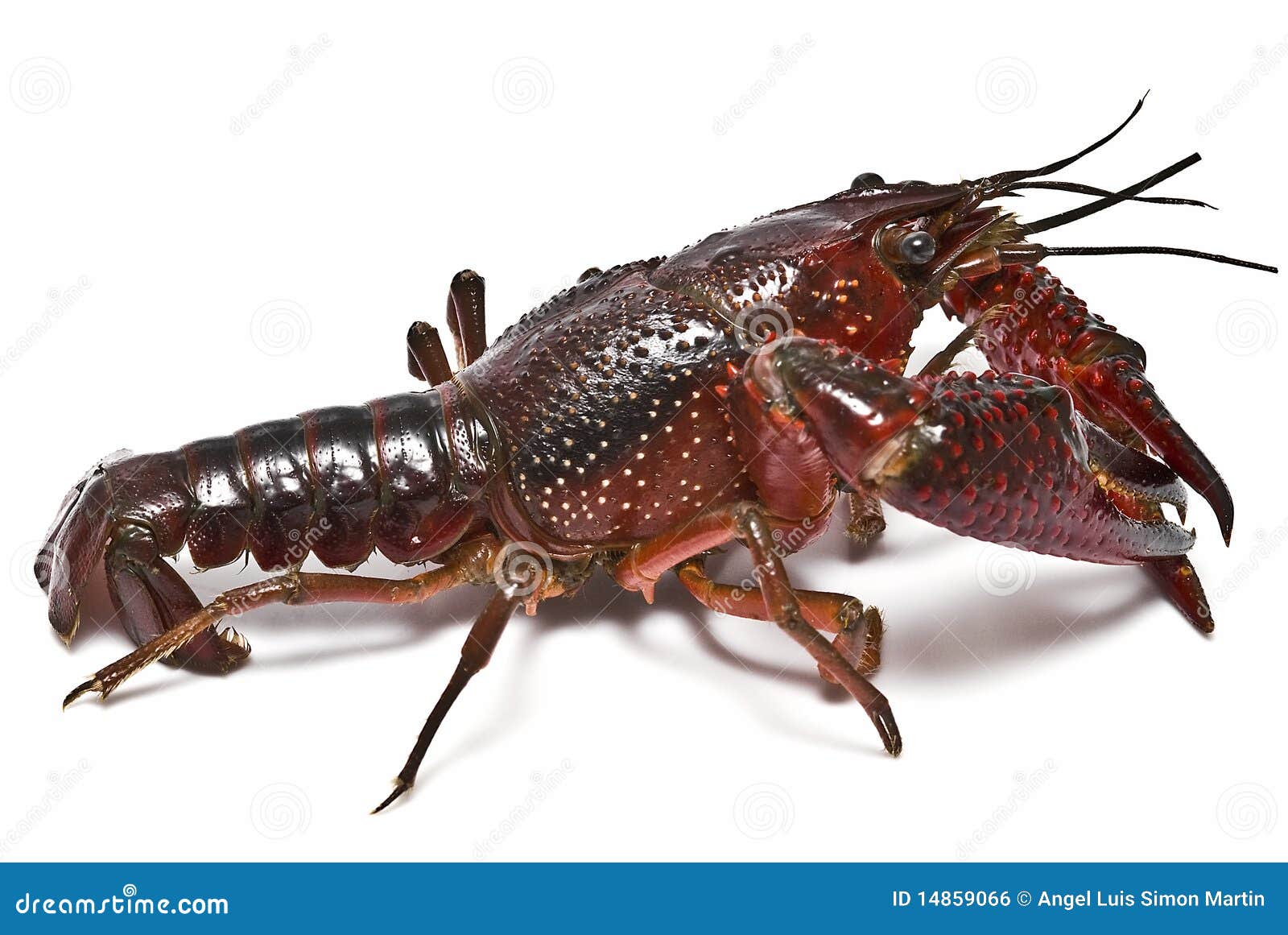 A live crayfish. stock photo. Image of live, clarkii - 14859066