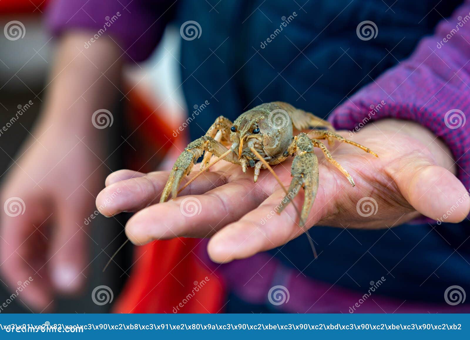 Live Crayfish on the Arm of a Fishmonger Stock Photo - Image of fauna ...