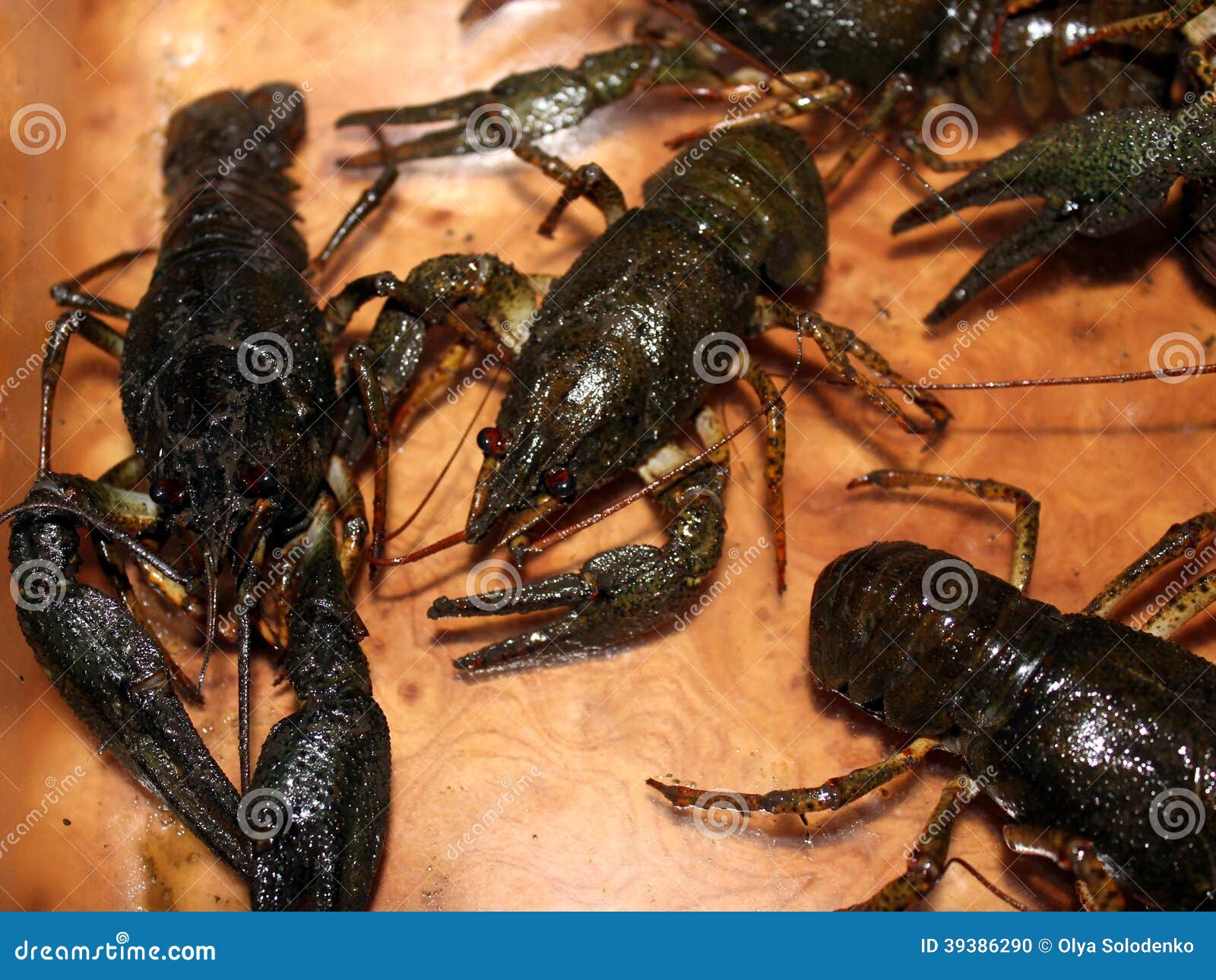 Live crayfish stock photo. Image of invertebrate, delicatessen - 39386290