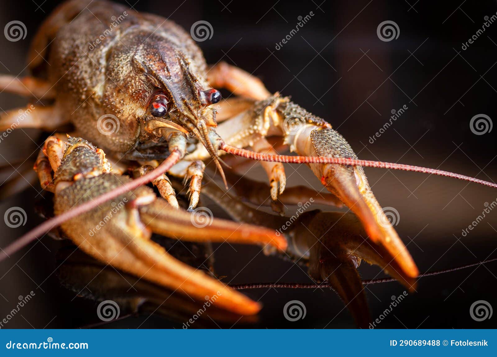 Live Crayfish Caught in Fresh Water Closeup Stock Photo - Image of ...