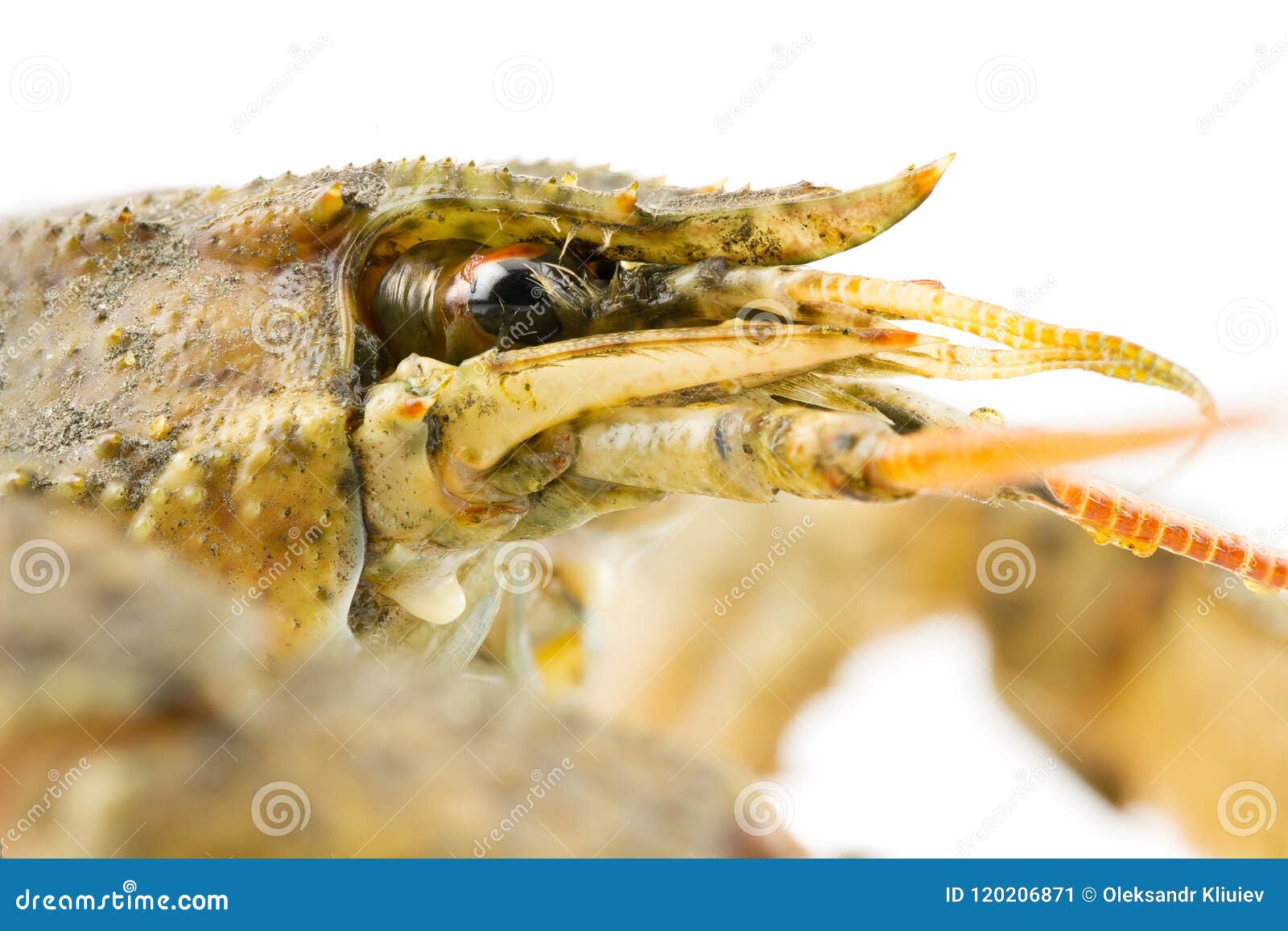 Live crayfish close-up stock image. Image of black, icon - 120206871