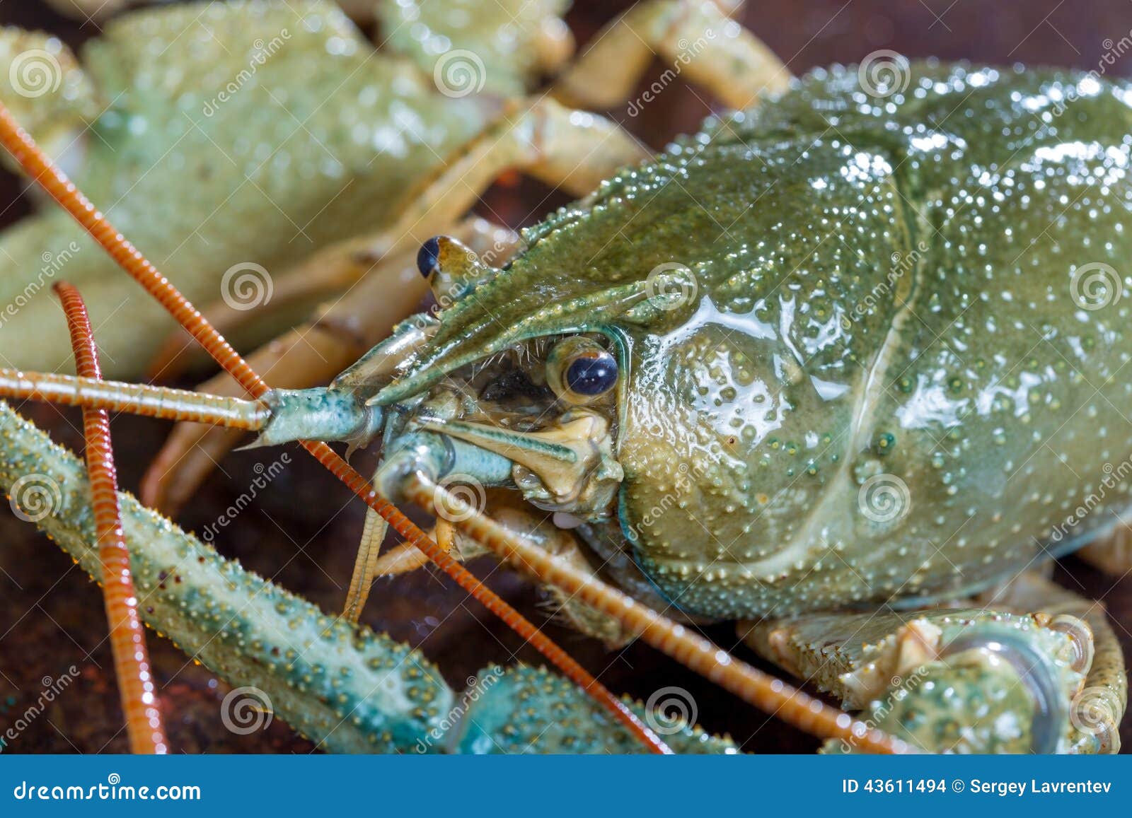 Live crayfish close up stock photo. Image of wild, pets - 43611494