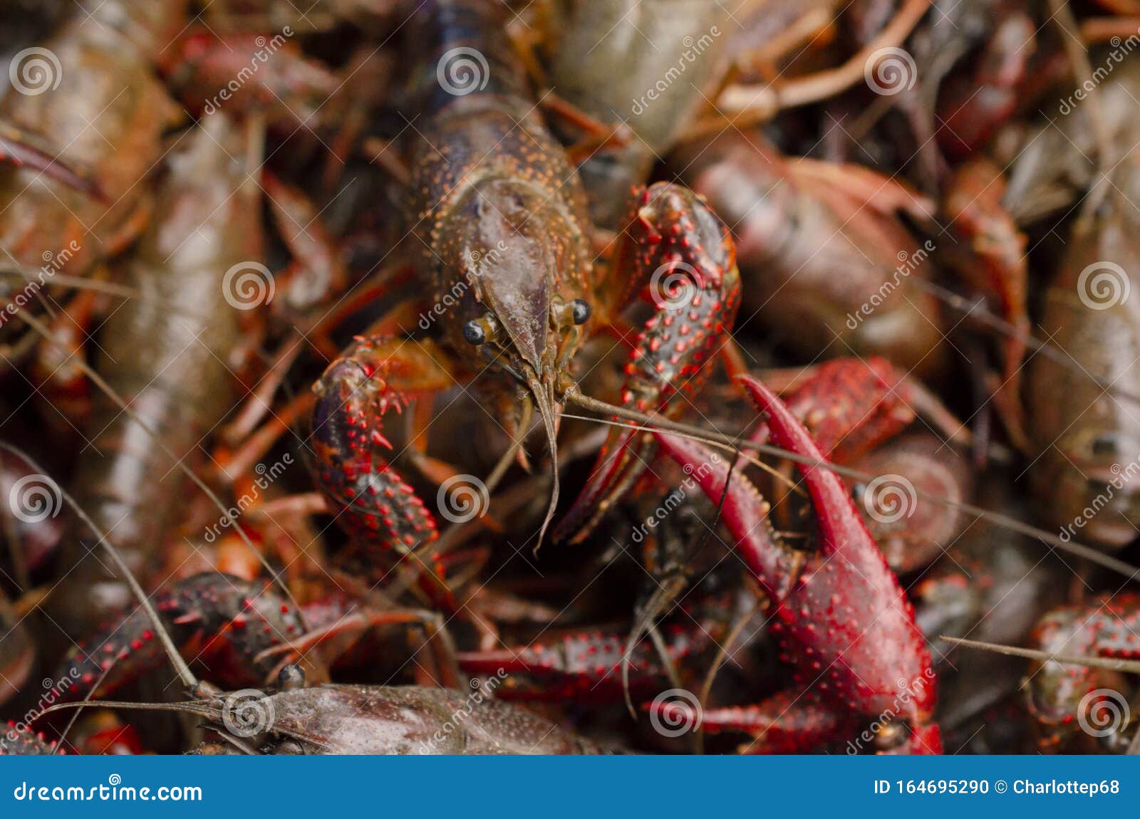 Live crayfish stock photo. Image of crustaceans, crawfish - 164695290