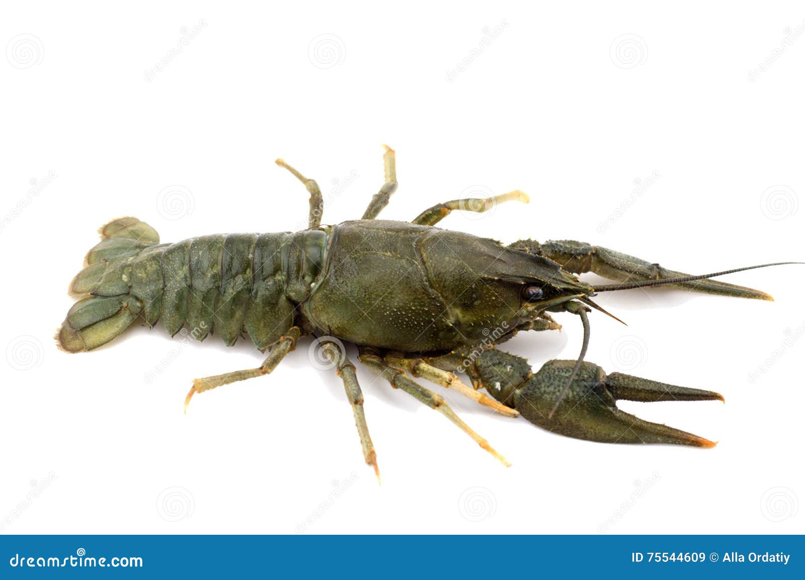 Live crayfish closeup stock image. Image of claw, color - 75544609