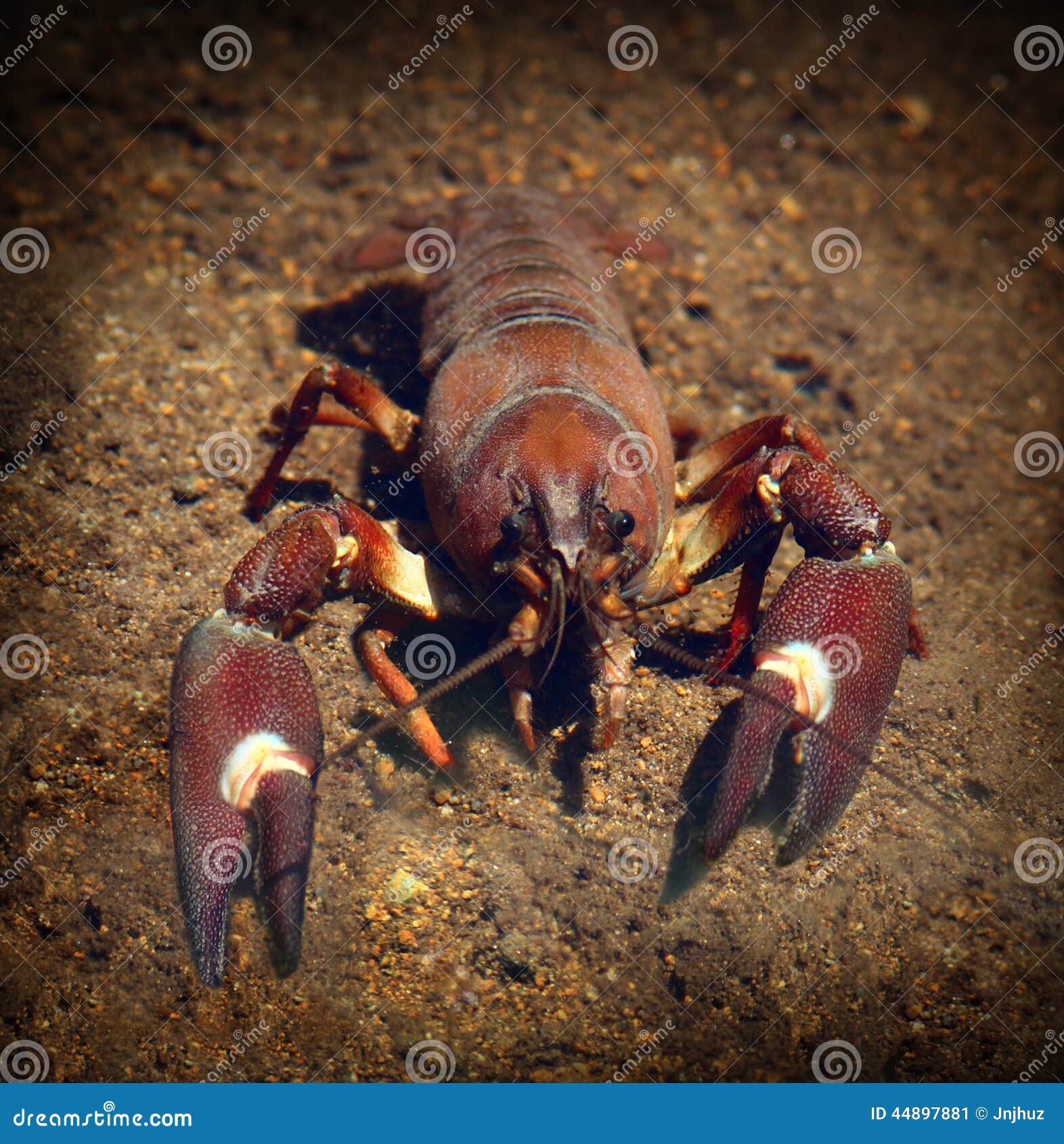 Live Crayfish, Crawfish, Crawdad Stock Image - Image of craw, wild ...