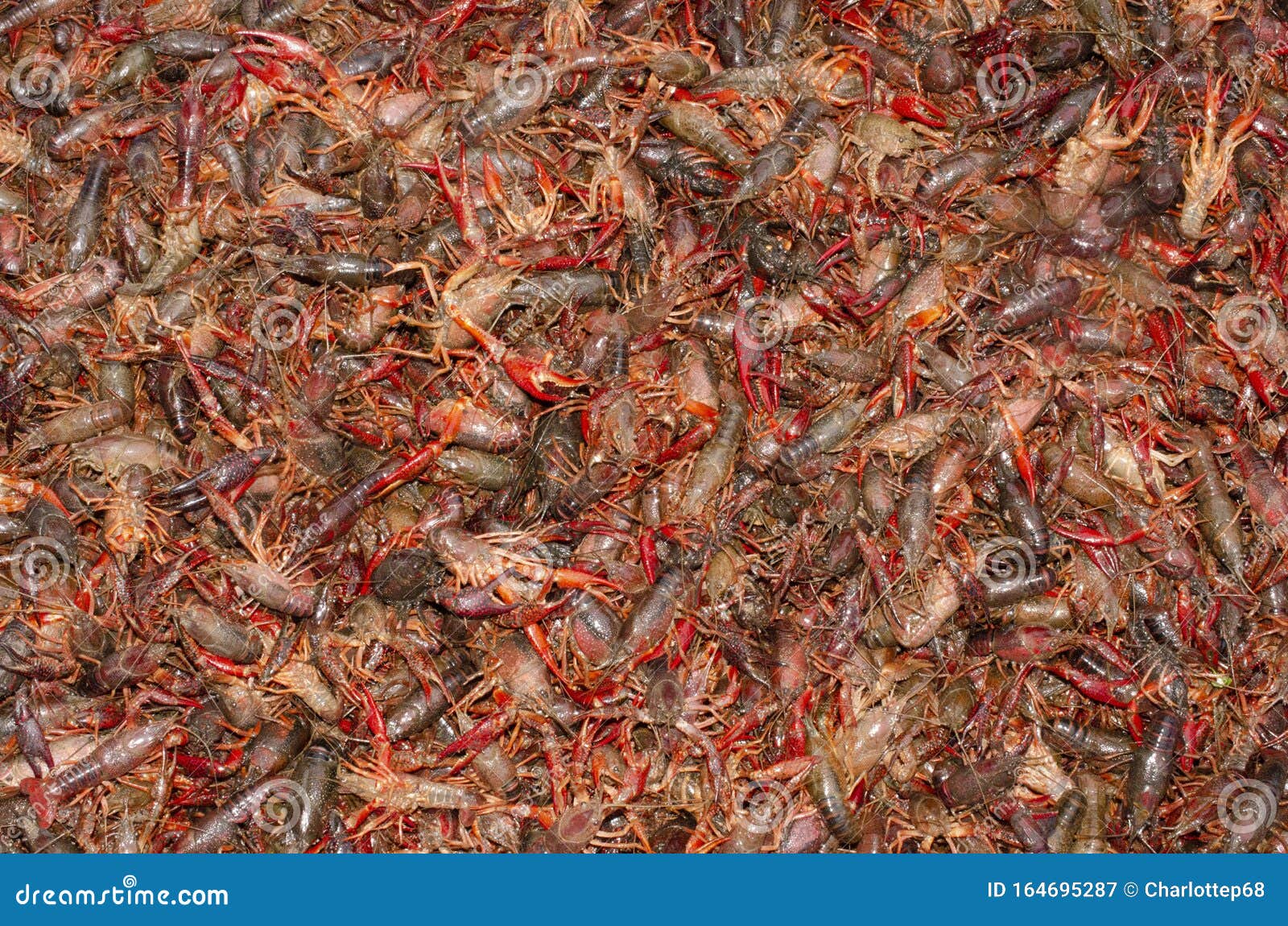 Live crayfish stock image. Image of lowland, picnic - 164695287