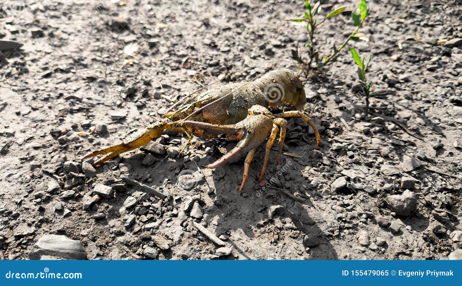 Live crayfish on earth stock image. Image of fauna, aerial - 155479065