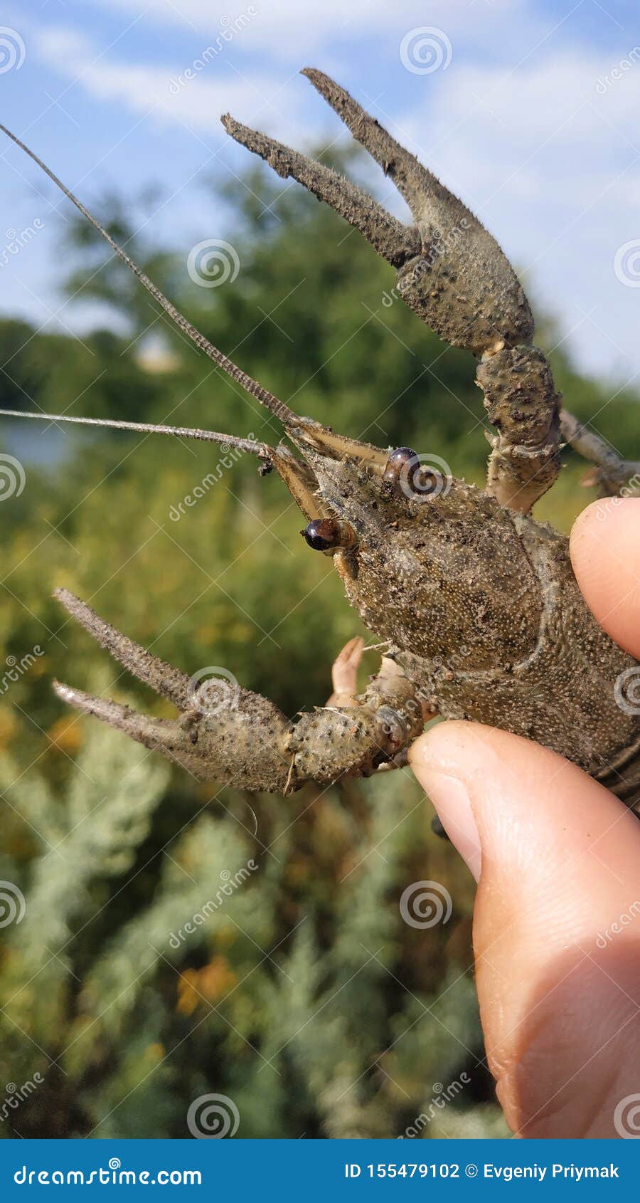 Live crayfish in hand stock photo. Image of closeup - 155479102