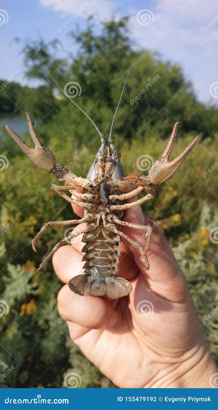Live crayfish in hand stock photo. Image of closeup - 155479192