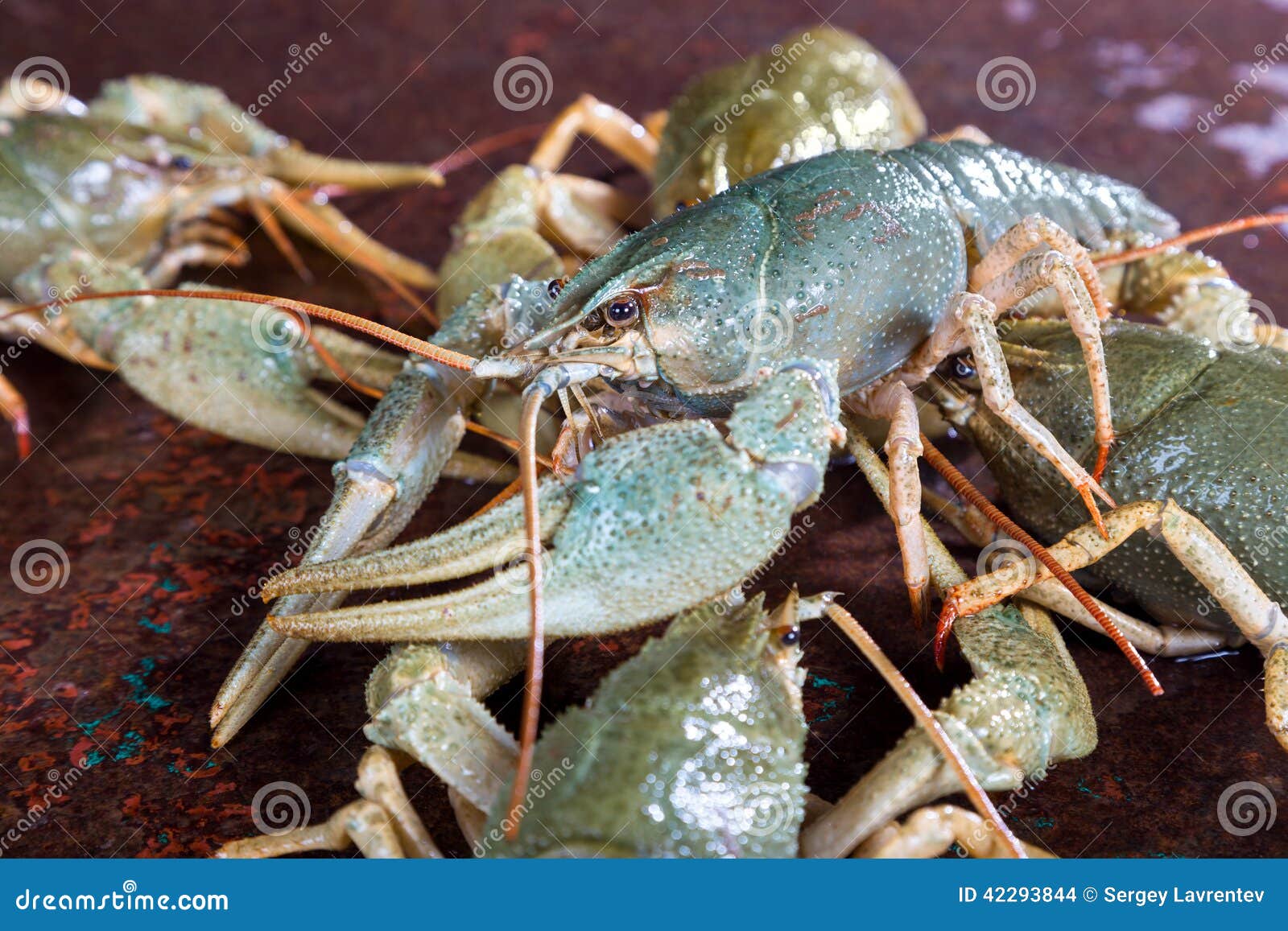 Live crayfish stock photo. Image of shell, crustacean - 42293844