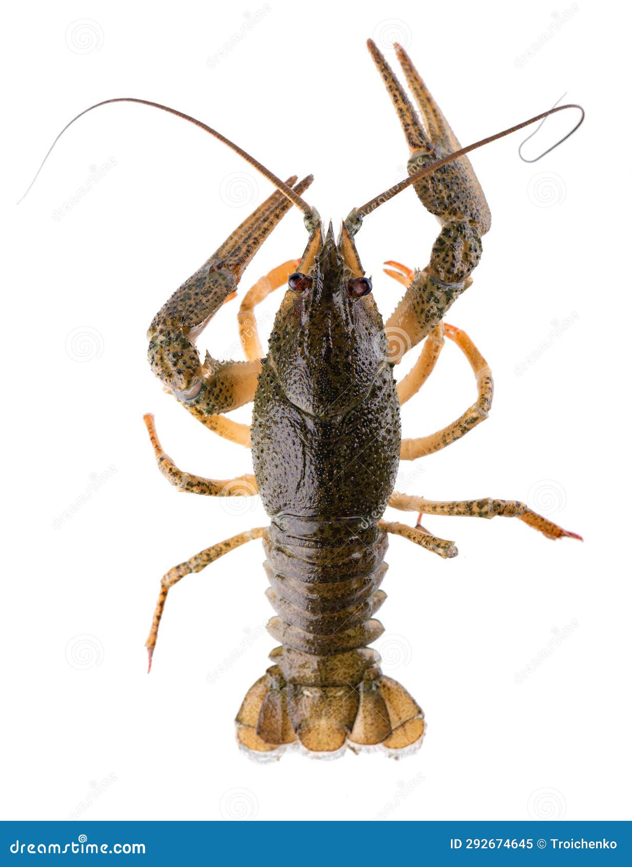 Live Crayfish Isolated on White Background. Clipping Path. Top View ...
