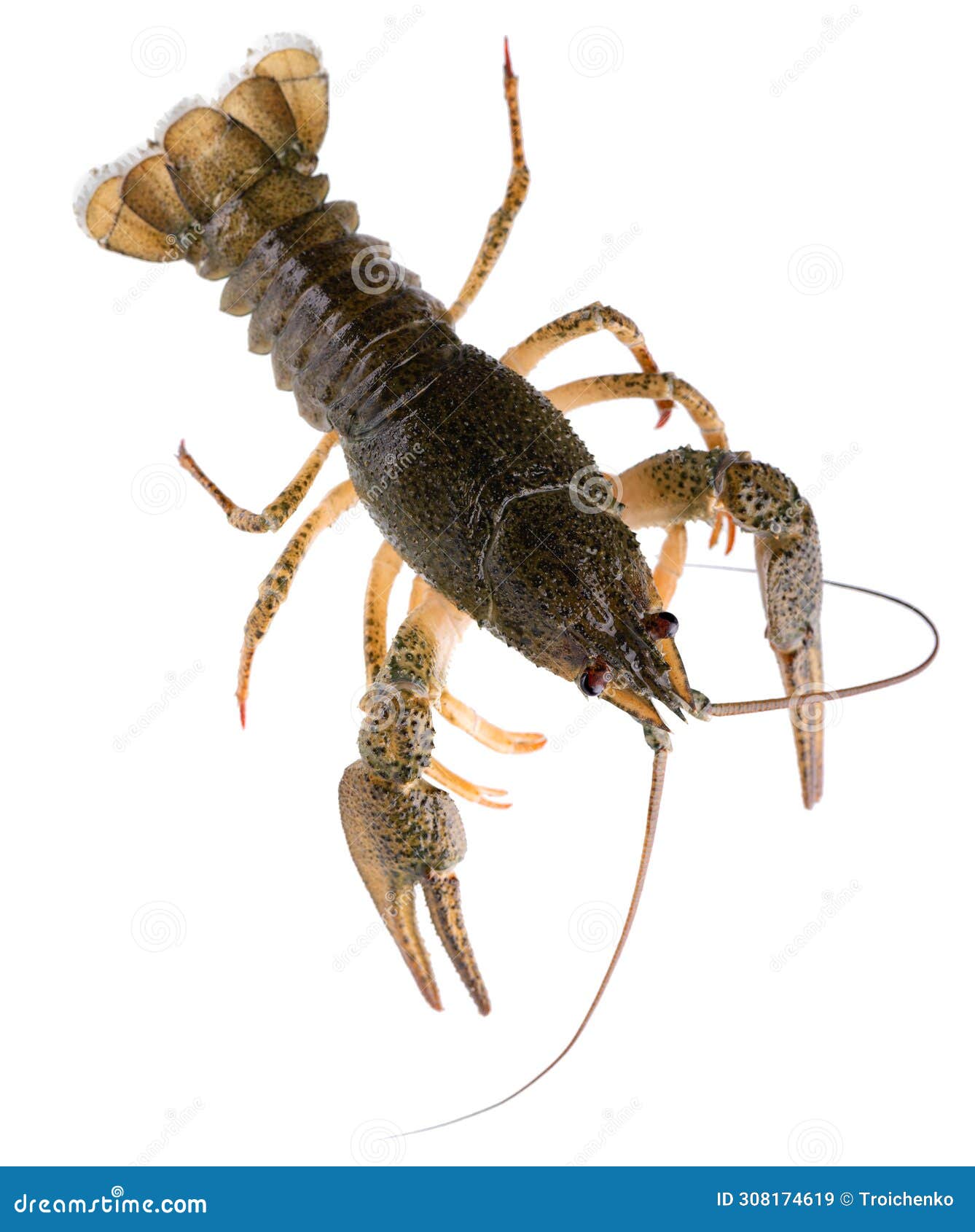 Live Crayfish Isolated on White Background. Clipping Path. Top View ...