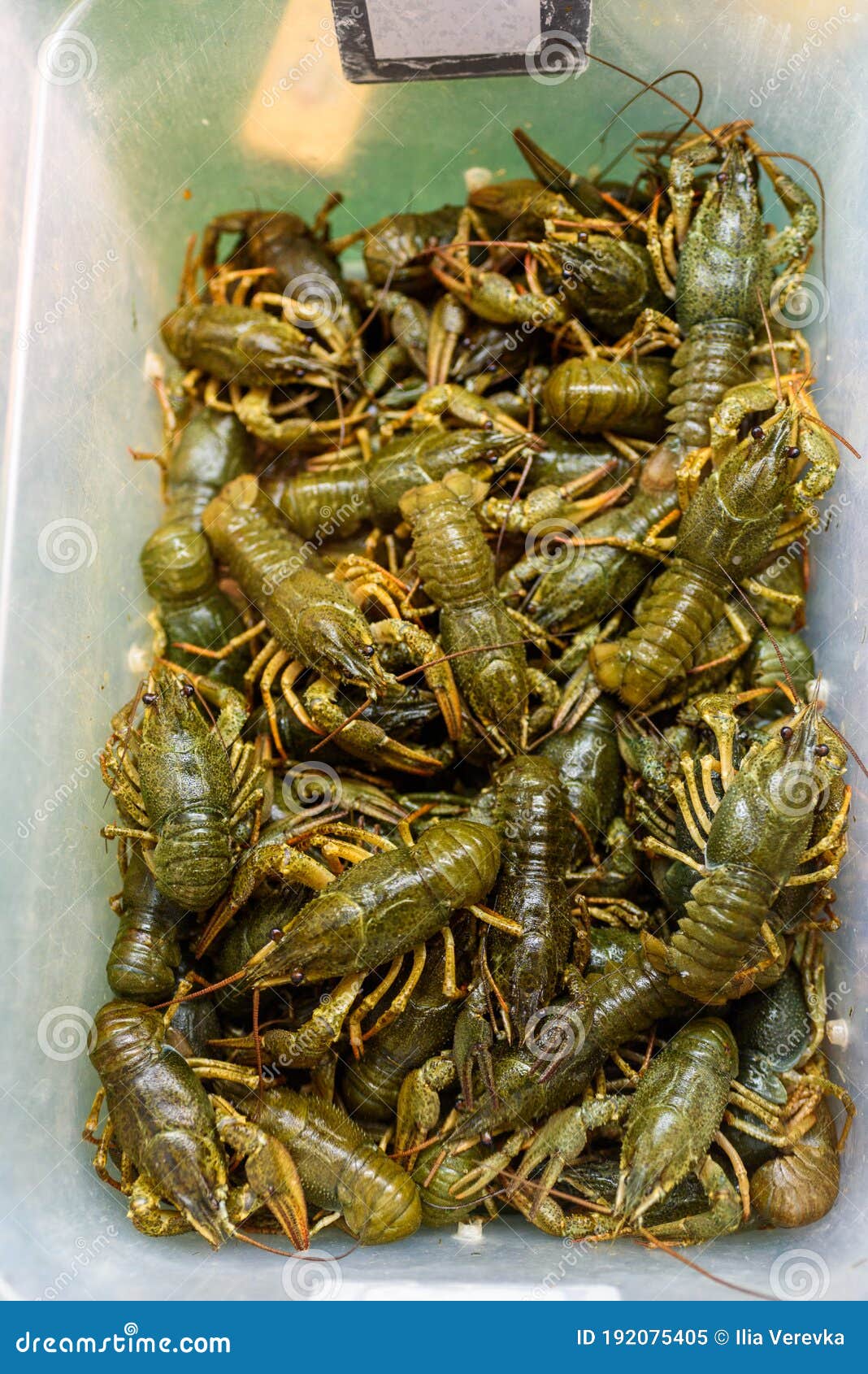 Fresh Green Live Crayfish in Plastic Box Stock Image - Image of animal ...