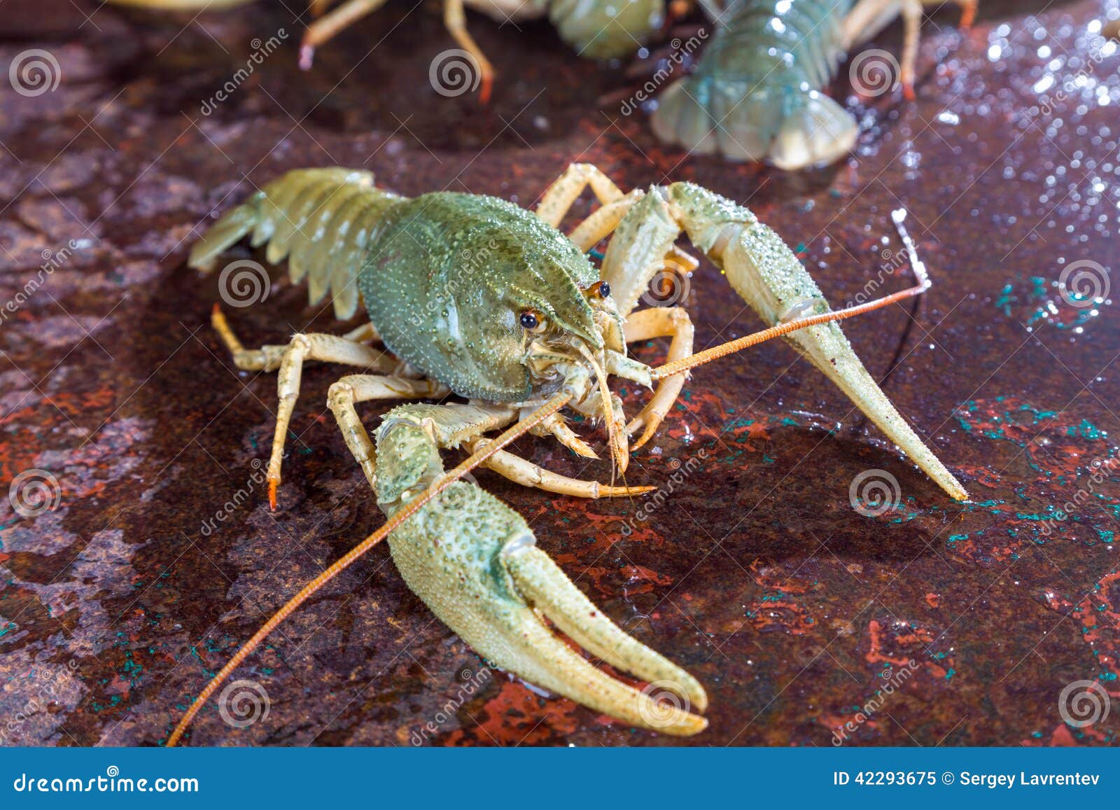 Live crayfish stock image. Image of crayfish, shell, invertebrate ...
