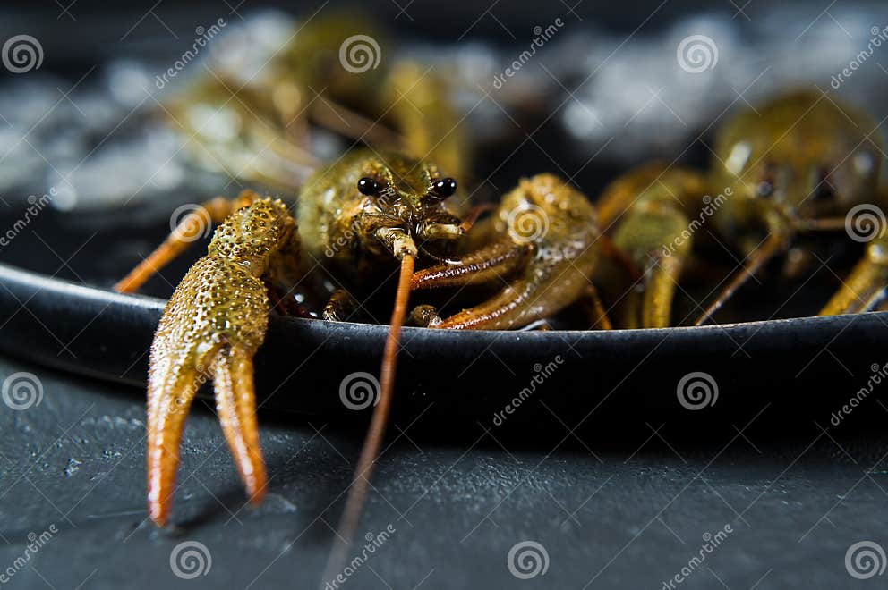 Live Crayfish on a Plate of Ice. Black Background, Side View, Space for ...