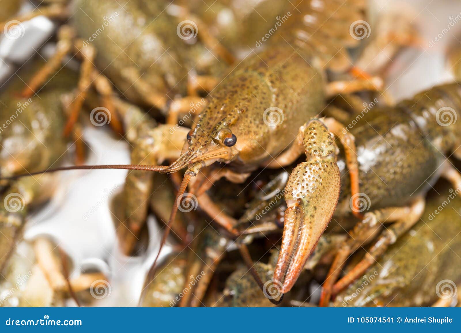 Live Crayfish in the Water As a Background Stock Image - Image of ...