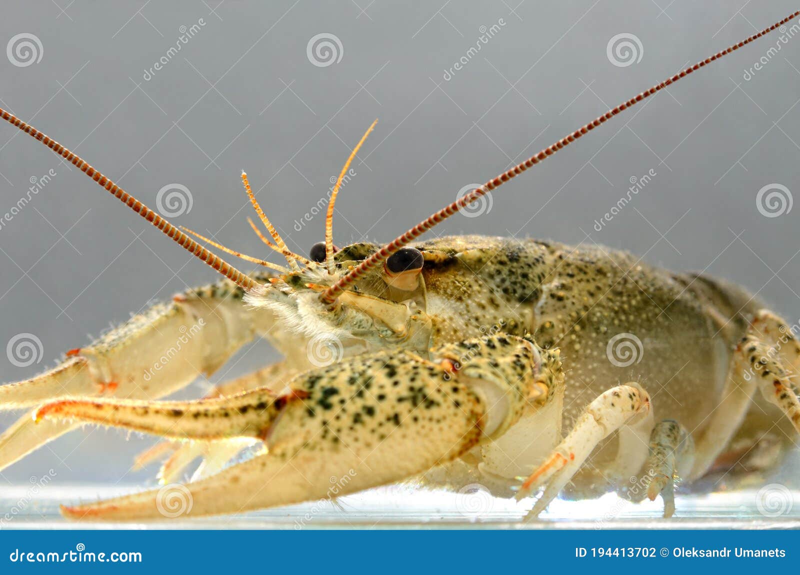 Live Crayfish in the Water Close Up. Freshwater Crustaceans Stock Photo ...