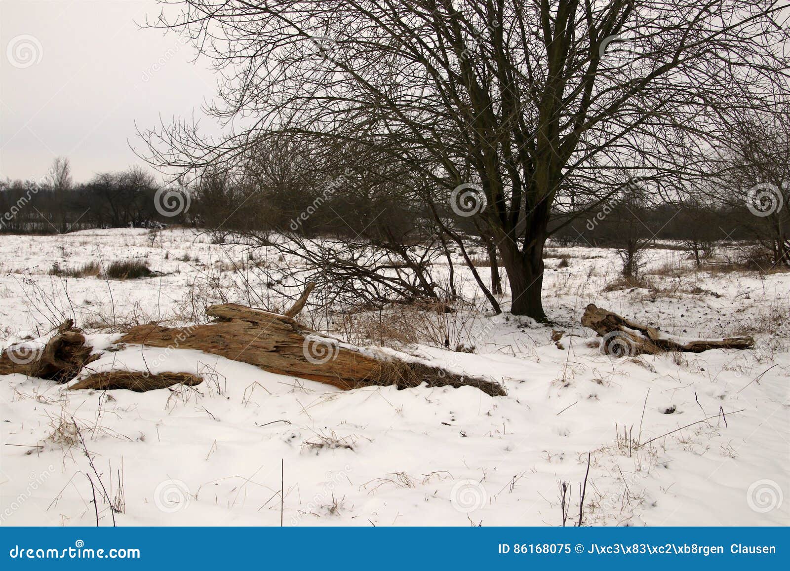 Live and Dead Tree in the Snow Stock Image - Image of weather, strain ...