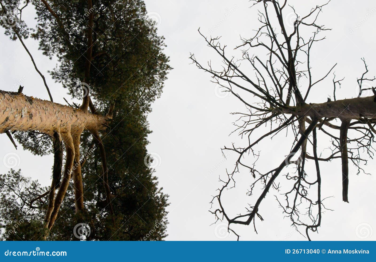 Live and Dead Trees stock photo. Image of concept, heath - 26713040