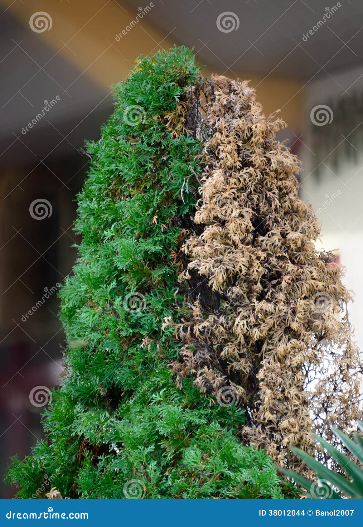 3,086 Sick Plant Healthy Plant Photos - Free & Royalty-Free Stock ...