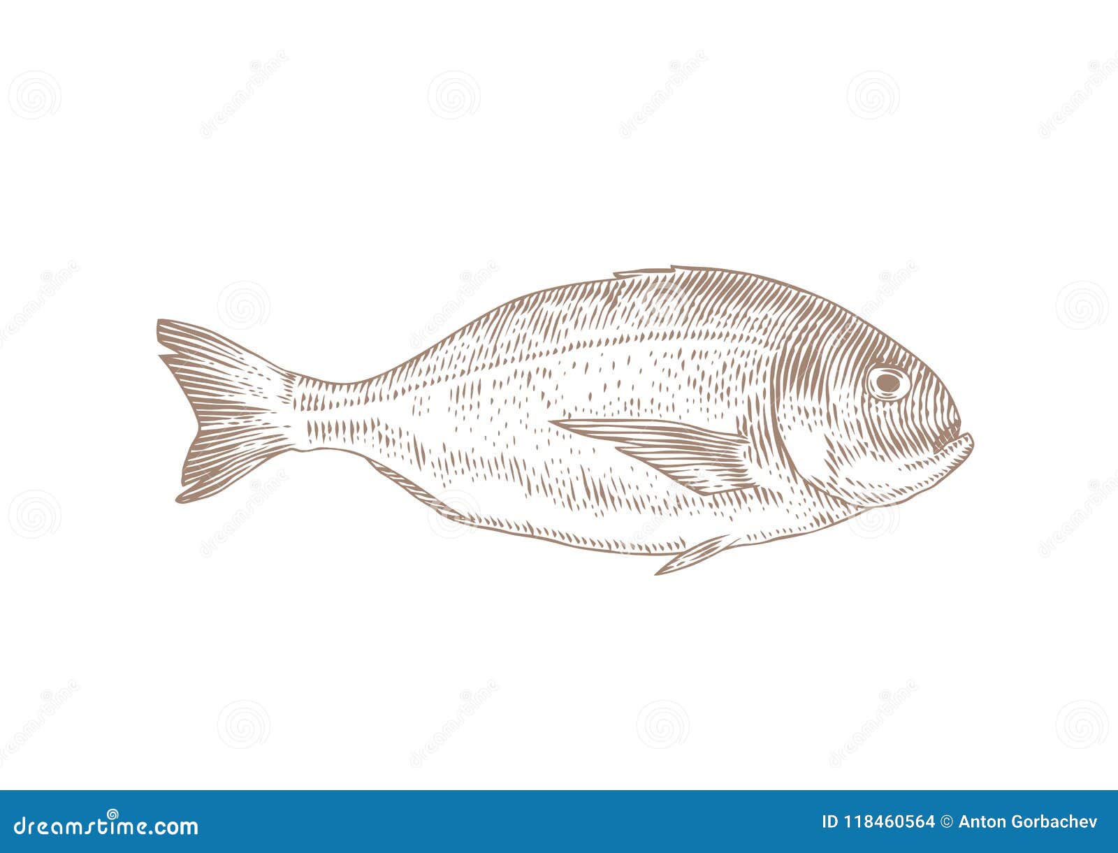 Live dorado fish stock illustration. Illustration of print - 118460564