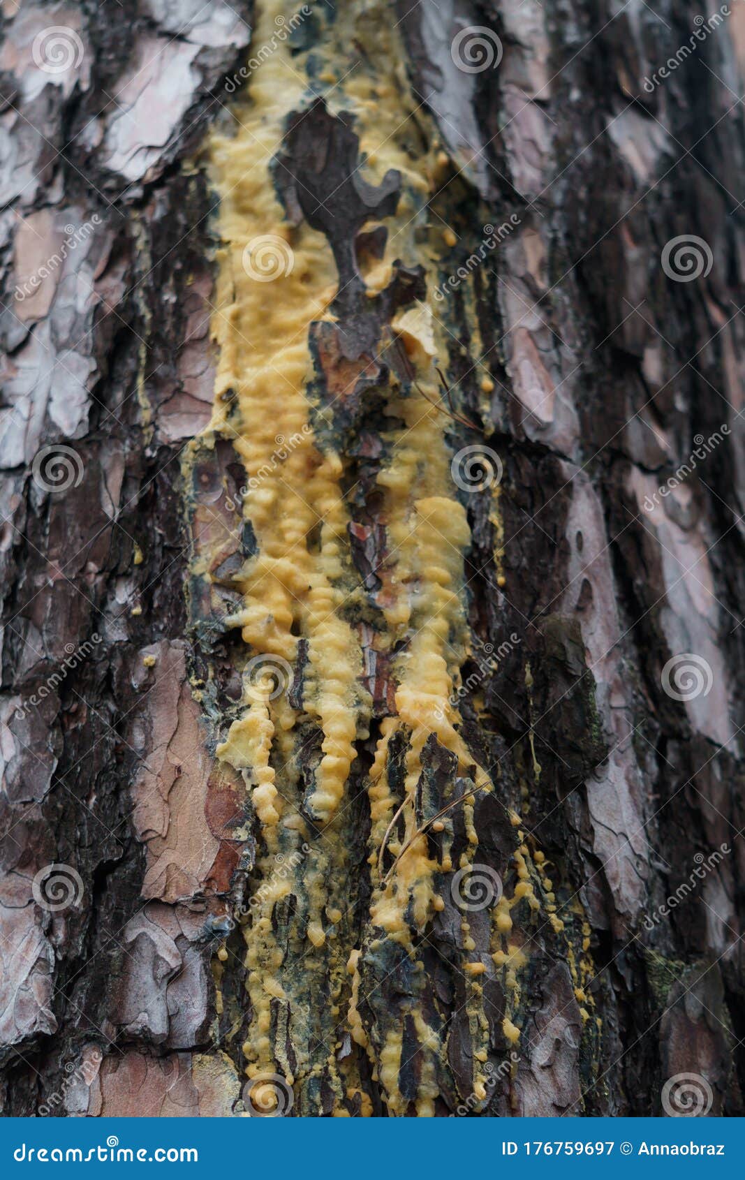 A Live Drops of Resin Flows Down the Bark of a Pine Tree Trunk Stock ...