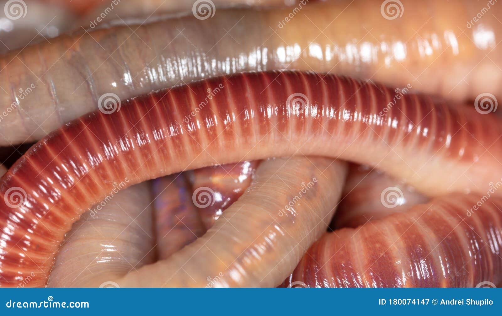 Live Earthworms As a Background Stock Image - Image of food, earthworm ...