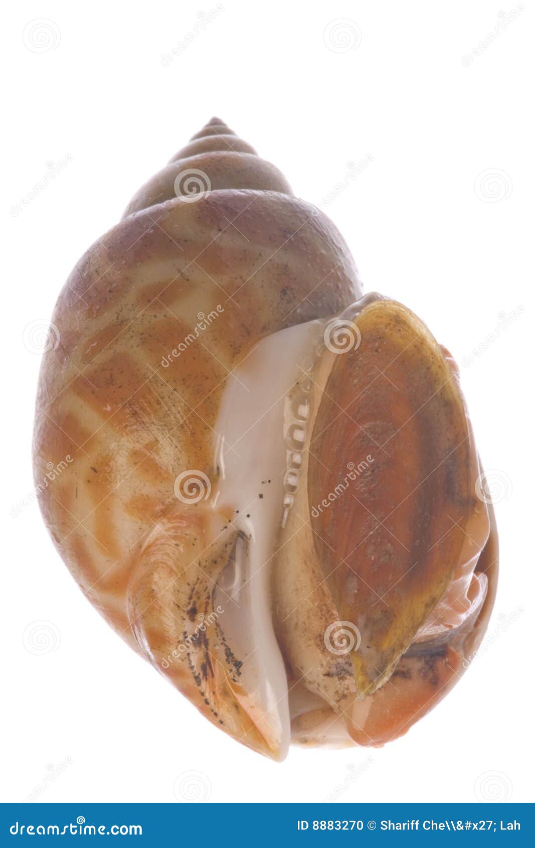 Live Edible Shellfish Isolated Stock Photo - Image of cooking, shell ...