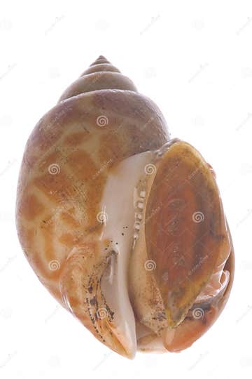 Live Edible Shellfish Isolated Stock Photo - Image of cooking, shell ...