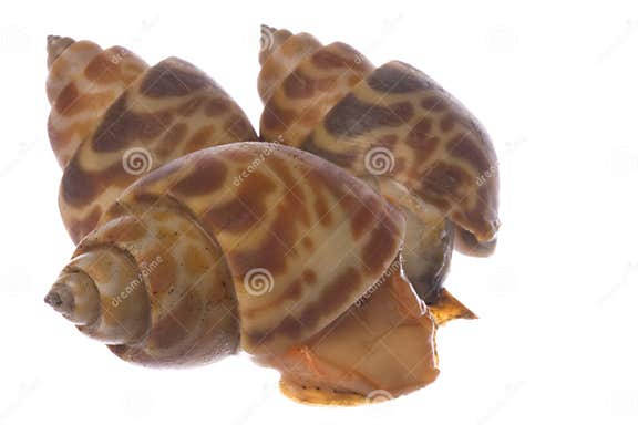 Live Edible Shellfish Isolated Stock Image - Image of shell, close: 8883401