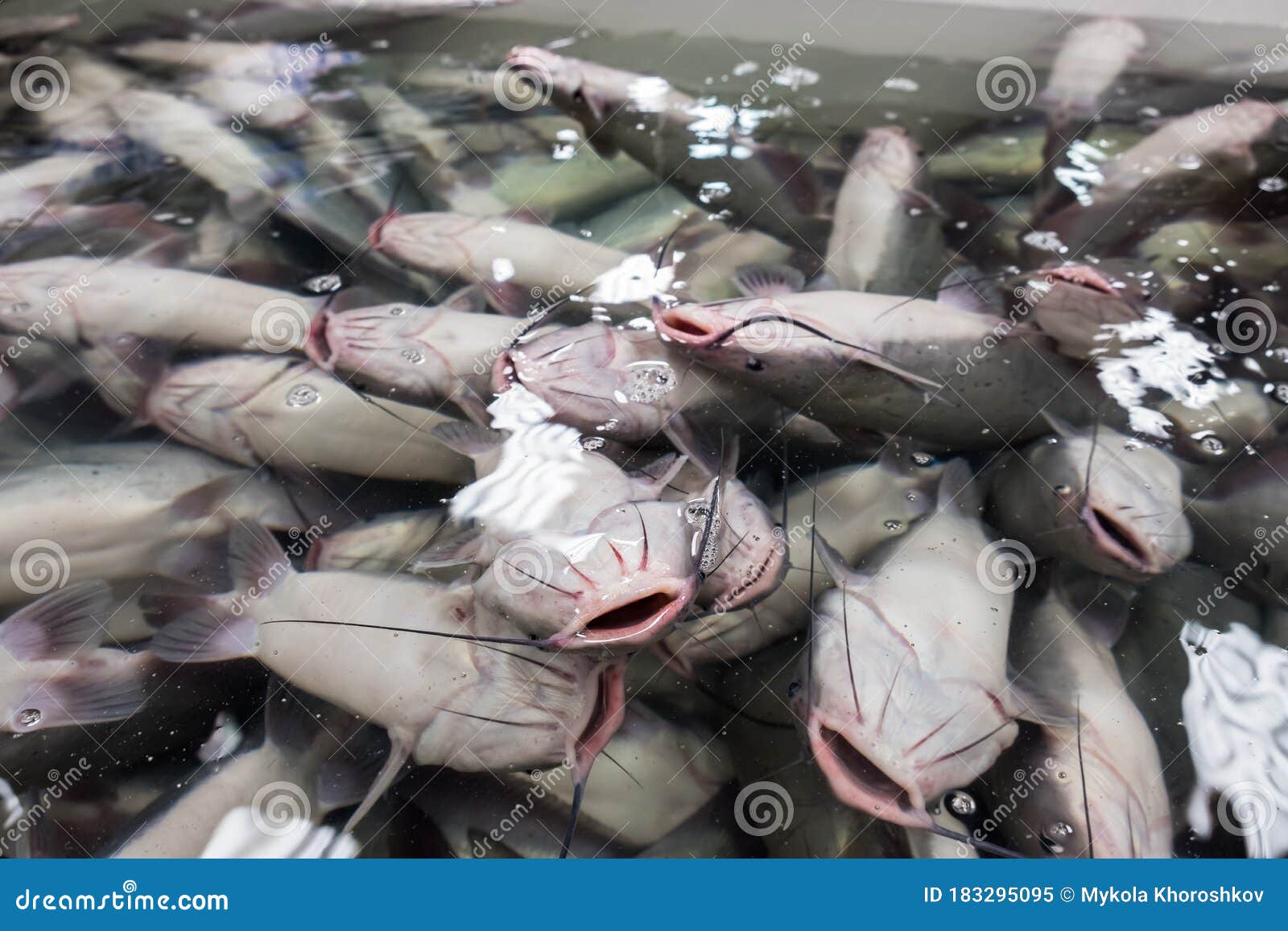 Live fish in the aquarium. stock image. Image of group - 183295095