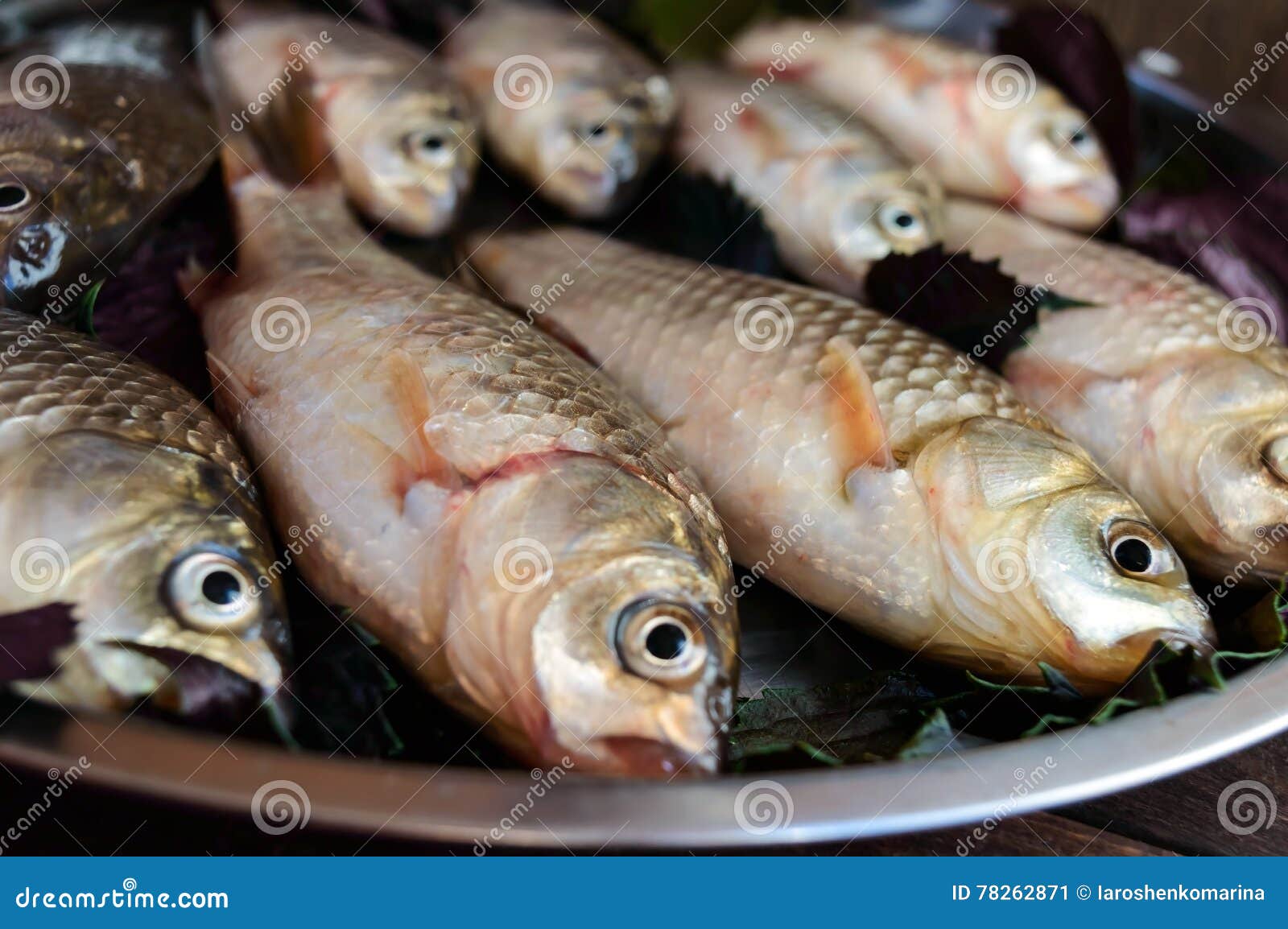 Live Fish (carp). Fresh Catch. Close Up. Stock Image - Image of animal ...